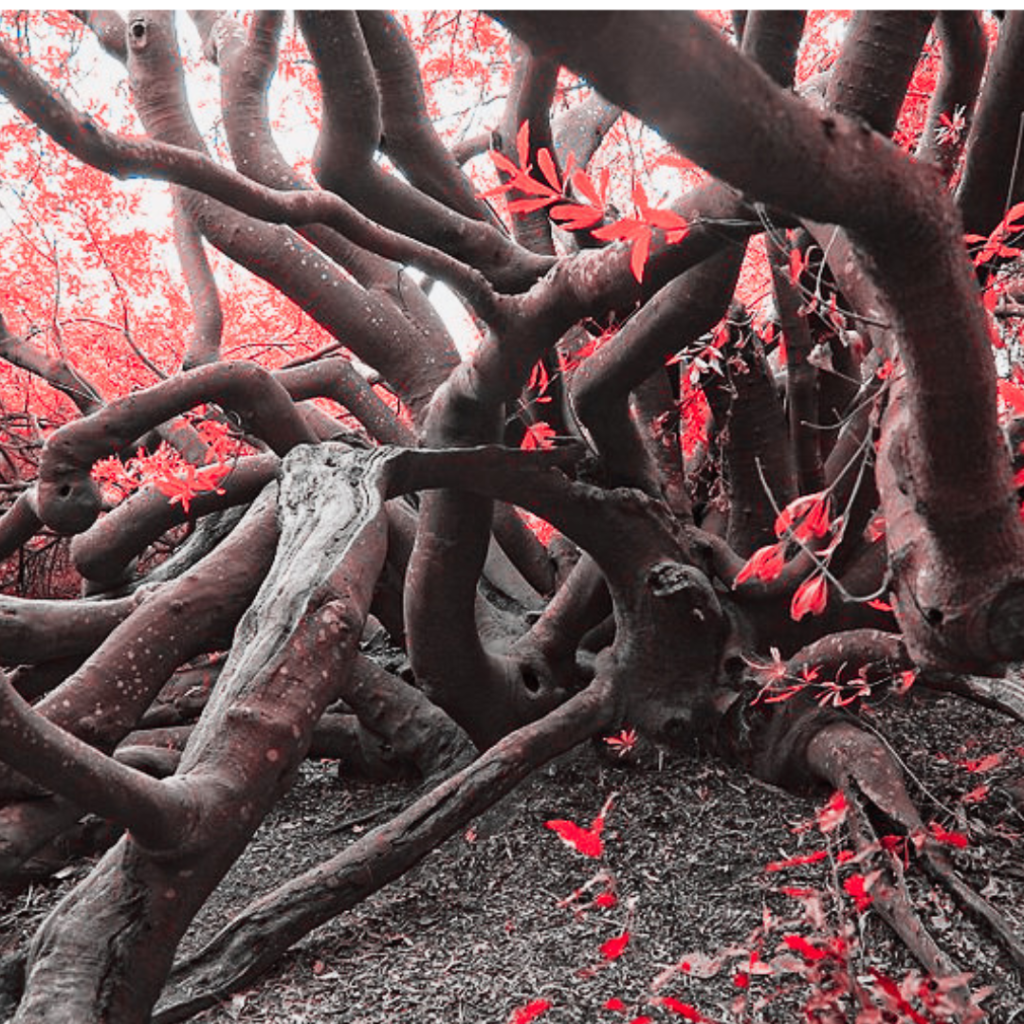 Van Riebeeck's Hedge in Cape Town - Contested Histories